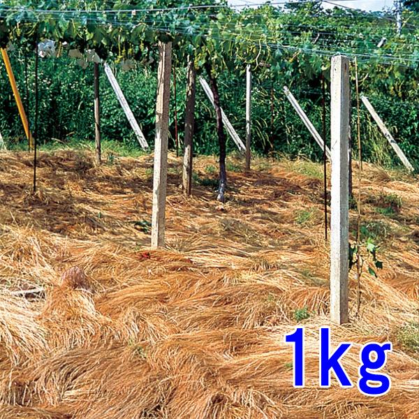 ■種子　オオナギナタガヤの種子です。　■特性　自然に倒伏するため、刈り取りが不要です。　マルチ効果で長期間雑草を抑制します。　枯れて堆積していく茎葉は有機物として土壌改良に貢献します。　表土の流亡防止、根による深耕効果も得られます。　■数量...