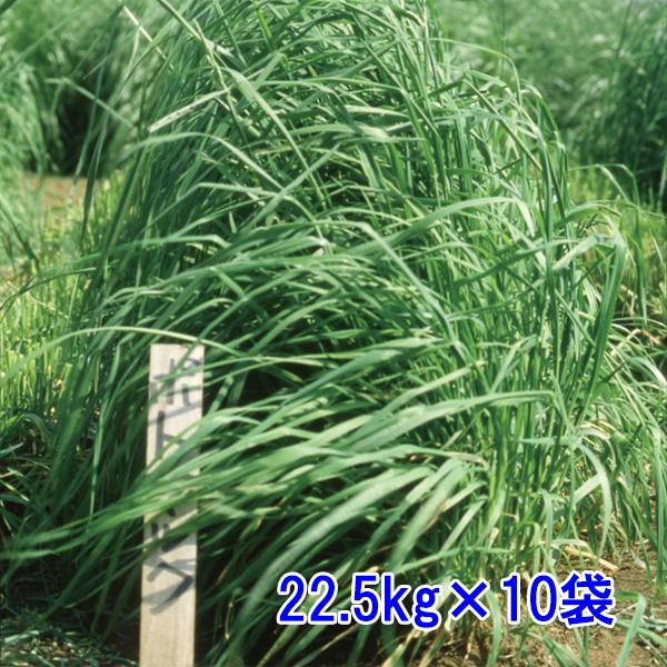■種子　株状を呈する多年草の寒地型牧草です。■特性　草丈が高く、葉幅も広いことから　地上部の乾物生産量が多く　飼料生産を兼ねた緑化草種として好適です。　北海道・東北・高冷地から温暖地まで　幅広く利用されています。　耐寒性、耐旱性、耐陰性に優...