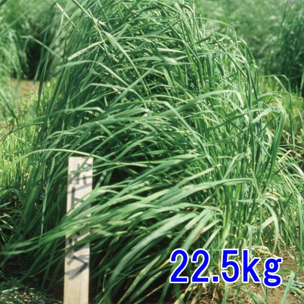 ■種子　株状を呈する多年草の寒地型牧草です。■特性　草丈が高く、葉幅も広いことから　地上部の乾物生産量が多く　飼料生産を兼ねた緑化草種として好適です。　北海道・東北・高冷地から温暖地まで　幅広く利用されています。　耐寒性、耐旱性、耐陰性に優...