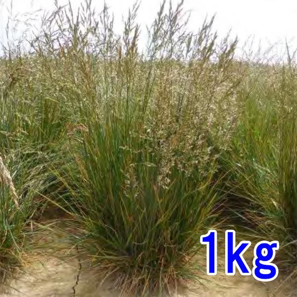 ■種子　トールフェスク　ファイアークラッカーG-LSの種子です。　■特性　ラテラル・スプレッド・テクノロジーにより　地下ほふく茎を発生させる最新品種です。　濃緑色の細葉で耐暑性に優れ、　年間を通して高い芝密度を維持します。　分けつと地下ほふ...