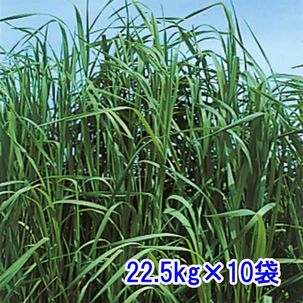 ■種子　代表的な多年生の寒地型牧草です■特性　耐寒性が優れ、飼料生産を兼ねた　緑化用草種として好適です。　北海道・東北・高冷地を中心に利用されています。　耐暑性・耐旱性はやや劣る傾向があります。■使用量　4〜8g/平米程度が標準的播種量　2...