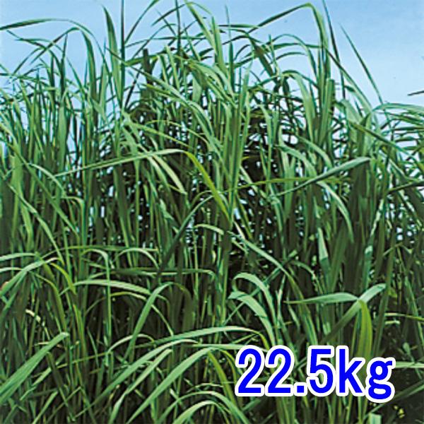 ■種子　代表的な多年生の寒地型牧草です■特性　耐寒性が優れ、飼料生産を兼ねた　緑化用草種として好適です。　北海道・東北・高冷地を中心に利用されています。　耐暑性・耐旱性はやや劣る傾向があります。■使用量　4〜8g/平米程度が標準的播種量　2...