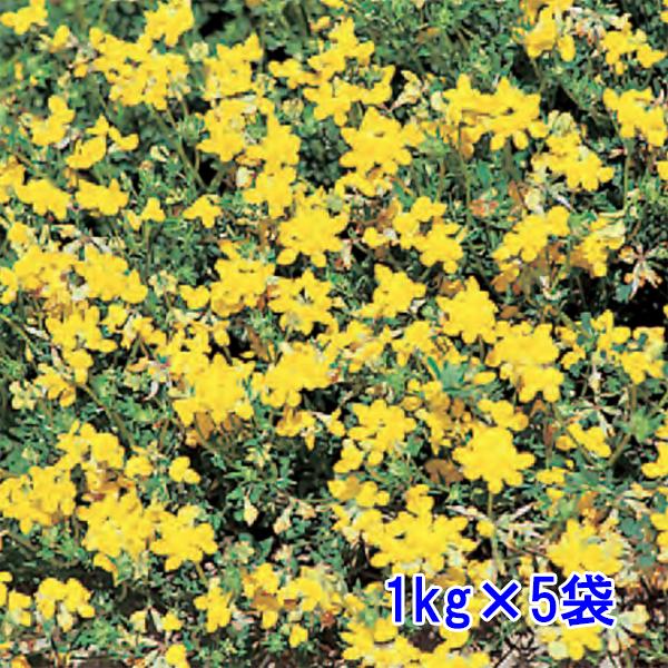 ■種子　マメ科　バーズフットトレフォイルの種子です。　基部から多数の分枝を生じて斜状から 　地面を這うように生育する多年草です。　■特性　耐寒性、耐干性に優れ、酸性土壌や湿地、　痩せ地でも生育するなど適応性が広いです。　春から秋にかけて小さ...