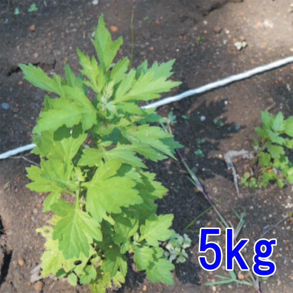 ■種子　全国の山野のいたるところに生育する　キク科の多年草です。■特性　気象条件や土壌条件など環境適応性が高く、　生育が早いことから緑化で多用されています。　よく発達した地下茎を有し、多数の新芽を出して広がります。　葉の形、茎の毛量、草丈な...