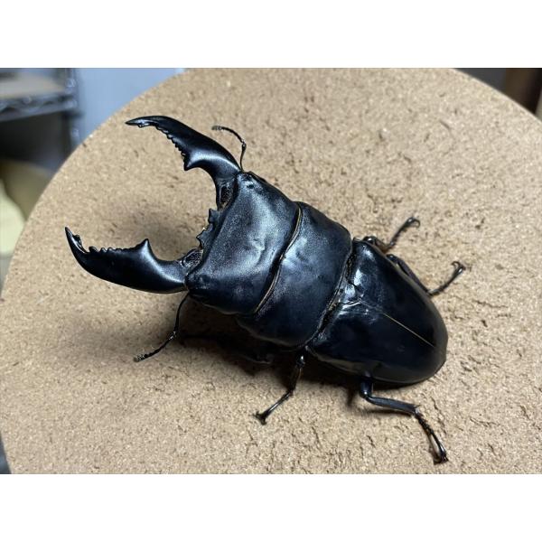 スマトラヒラタ　アチェ産　♂単品♂体長約103.8mm　頭幅約35.4mm　胸幅約37.2mm　　2025年10月羽化　累代　CBF1　※顎が薄く凹んでいます。写真は実個体です。ディンプル・シワ等は写真でご確認下さい。※♂単品となります。♀...