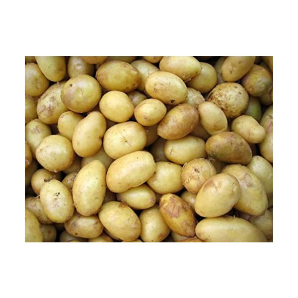 「商品情報」「主な仕様」1玉の大きさ：SSサイズ（約２０ｇ前後で約３ｃｍ前後）、Sサイズ（約４０ｇ前後で約５ｃｍ前後）今年収穫の新いもで、生命力が強く味も良く育く特に甘みの有るホクホクじゃがいもです。生産者が少なく収穫量が少ない為 とても珍...