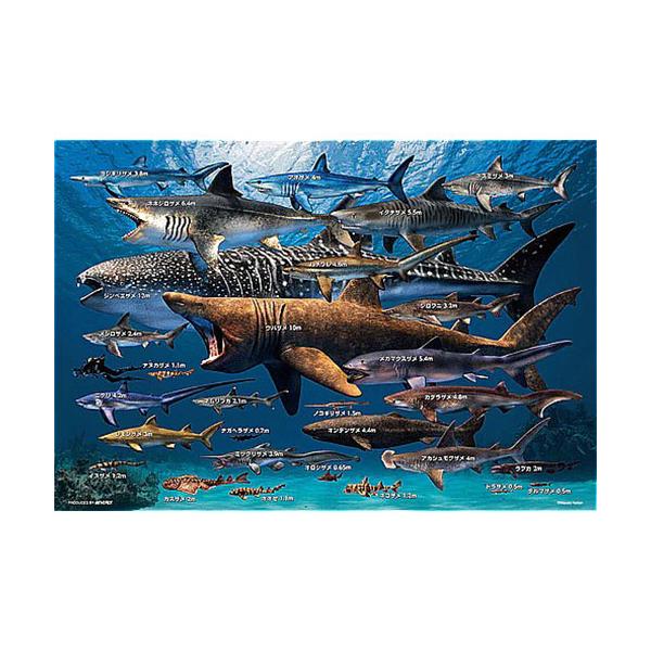 ●品番:300-087●入数:１個●世界に生息するサメの大きさ比べ！！