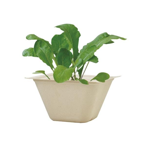 ●品番:093230●入数:１セット●サトウキビ由来のエコ容器で育てる！環境にやさしいバガス栽培セット！●サトウキビの絞りカス「バガス」からできたエコ容器で野菜を育てる栽培セット「バガスグリーン」のラディッシュです●ラディッシュは小型の鉢で...