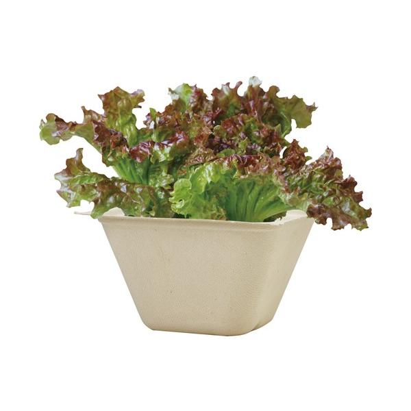 ●品番:093232●入数:１セット●サトウキビ由来のエコ容器で育てる！環境にやさしいバガス栽培セット！●サトウキビの絞りカス「バガス」からできたエコ容器で野菜を育てる栽培セット「バガスグリーン」のレタスです●栽培セットに入っている品種は、...