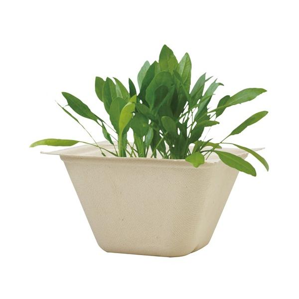 ●品番:093233●入数:１セット●サトウキビ由来のエコ容器で育てる！環境にやさしいバガス栽培セット！●サトウキビの絞りカス「バガス」からできたエコ容器で野菜を育てる栽培セット「バガスグリーン」のサラダホウレンソウです●サラダホウレンソウ...