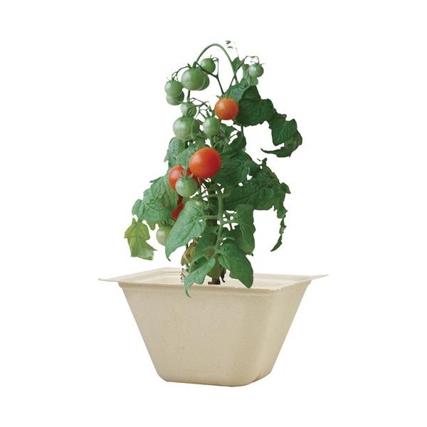 ●品番:093235●入数:１セット●サトウキビ由来のエコ容器で育てる！環境にやさしいバガス栽培セット！●サトウキビの絞りカス「バガス」からできたエコ容器で野菜を育てる栽培セット「バガスグリーン」のミニトマトです●ミニトマトは普通のトマトに...