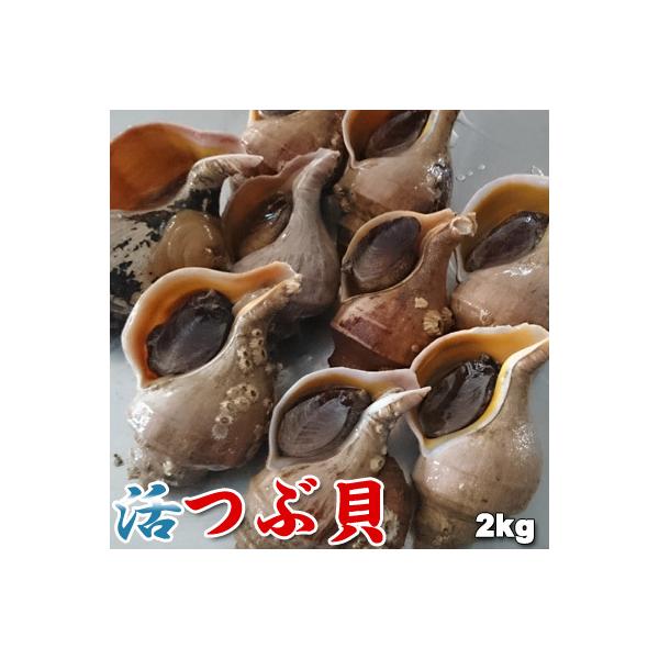 とれたて新鮮な北海道産 天然 活つぶ貝 フジイロエゾボラをお届けいたします。コリコリとした食感と濃厚な旨味は最高に旨いです！刺身、壷焼などさまざまな料理にどうぞ。北海道産 天然 活つぶ貝 フジイロエゾボラ内容量　2kg前後 10-20個産地...