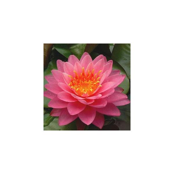 温帯性スイレン。花はピンクです。花弁が多く、球状に咲き見ごたえのある品種です。下処理済みで植え込みラクラク!![用土]ビオトープ用用土、など。[植え付け]地植え、もしくは株の大きさに合わせて4〜6号以上の鉢に植え付けましょう。[水位]水深1...