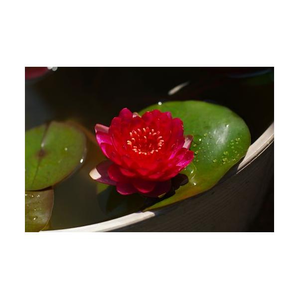 温帯性睡蓮。下処理済みで植え込みラクラク!!比較的小型で赤花系の温帯性スイレンです。[用土]ビオトープ用用土、など。[植え付け]地植え、もしくは株の大きさに合わせて4〜6号以上の鉢に植え付けましょう。[水位]水深10〜20センチぐらいに調節...