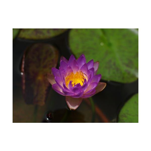 温帯性睡蓮。下処理済みで植え込みラクラク!!温帯性では珍しく、青い花の耐寒性のある品種です。成長を始めると大型になる品種です。[用土]ビオトープ用用土、など。[植え付け]地植え、もしくは株の大きさに合わせて4〜6号以上の鉢に植え付けましょう...
