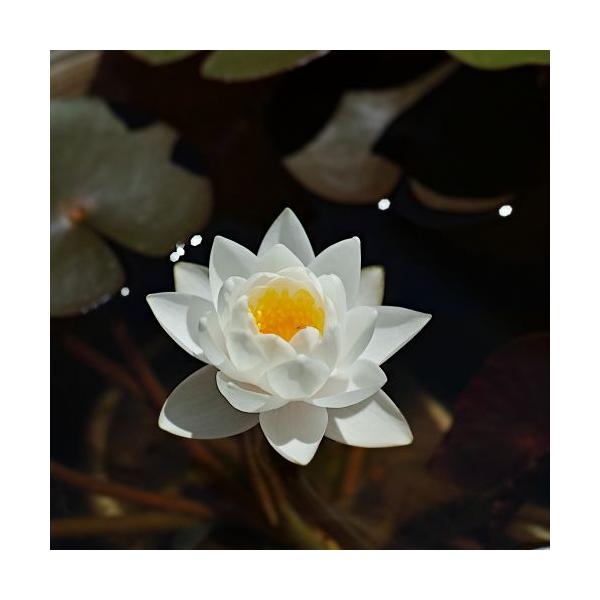 温帯性睡蓮。下処理済みで植え込みラクラク!!白花でカップ咲きのかわいい睡蓮です。[用土]ビオトープ用用土、など。[植え付け]地植え、もしくは株の大きさに合わせて4〜6号以上の鉢に植え付けましょう。[水位]水深10〜20センチぐらいに調節する...