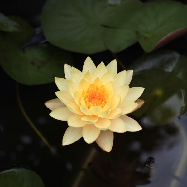 温帯性睡蓮。下処理済みで植え込みラクラク!!イエローに、ほんのりピンクが入る花弁がかわいらしい睡蓮です。大輪で花上りの良い品種です。[用土]ビオトープ用用土、など。[植え付け]地植え、もしくは株の大きさに合わせて4〜6号以上の鉢に植え付けま...