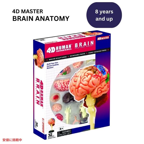 Introducing Our 4D Human Brain Anatomy Model:詳細な構造：手描きの32個の取り外し可能な部品と、教育的な展示用スタンドを備えた、3.5インチのこのモデルで、自分自身の人間の脳の解剖学モデルを構築で...