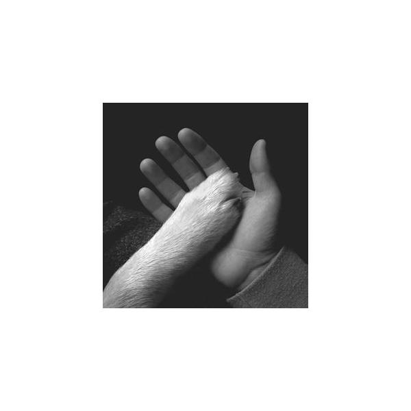 【発売日：2017年09月22日】種別:CD 【輸入盤】 洋楽ロック 発売日:2017/09/22 登録日:2017/08/03 ジョーズ・オブ・ラヴ. ターシャ・シッツ・クロース・トゥ・ザ・ピアノ 内容:1. Jaws of Love.2...