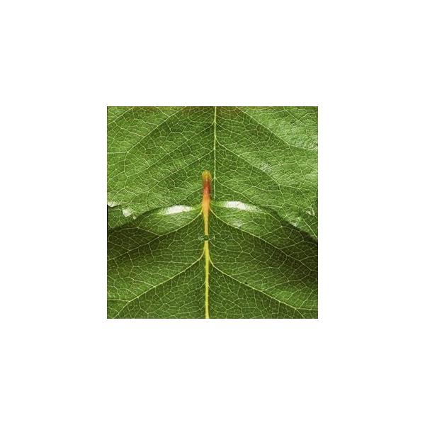 【発売日：2016年07月22日】種別:CD 【輸入盤】 洋楽ロック 発売日:2016/07/22 登録日:2016/06/22 マイク・パットン ソリチュード・オブ・プライム・ナンバーズ 内容:1. 2 - Twin Primes2. 3...