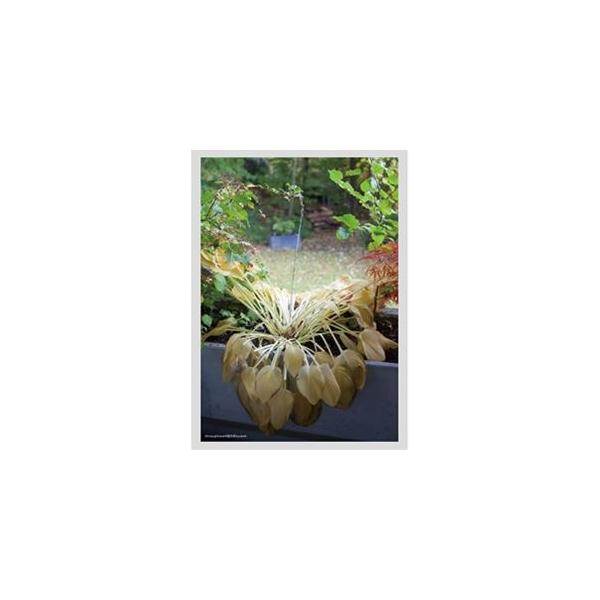 【発売日：2023年09月08日】種別:CD 【輸入盤】 洋楽アジアンポップス 発売日:2023/09/08 登録日:2023/12/20 ヒョゴ 5THアルバム：ラヴ（リイシュード） K-POP 輸入盤 一覧はコチラ