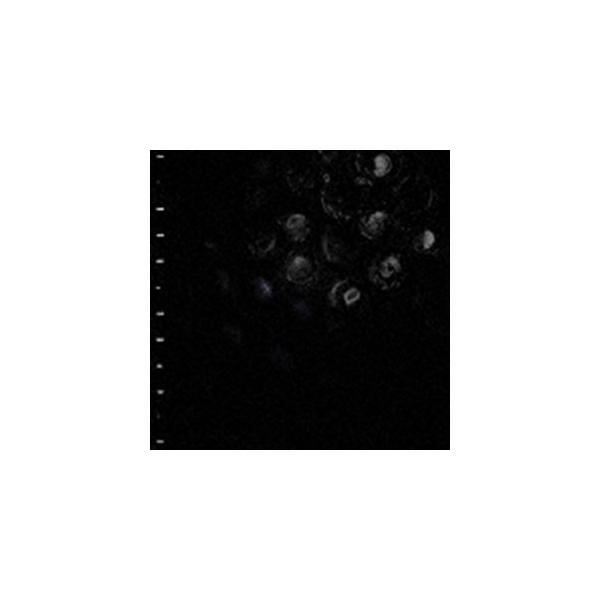 【発売日：2021年04月30日】種別:CD 洋楽ロック ※こちらの商品はインディーズ盤にて流通量が少なく、手配できない場合がございます 発売日:2021/04/30 販売元:インパートメント 登録日:2021/04/14 CRUMB クラ...