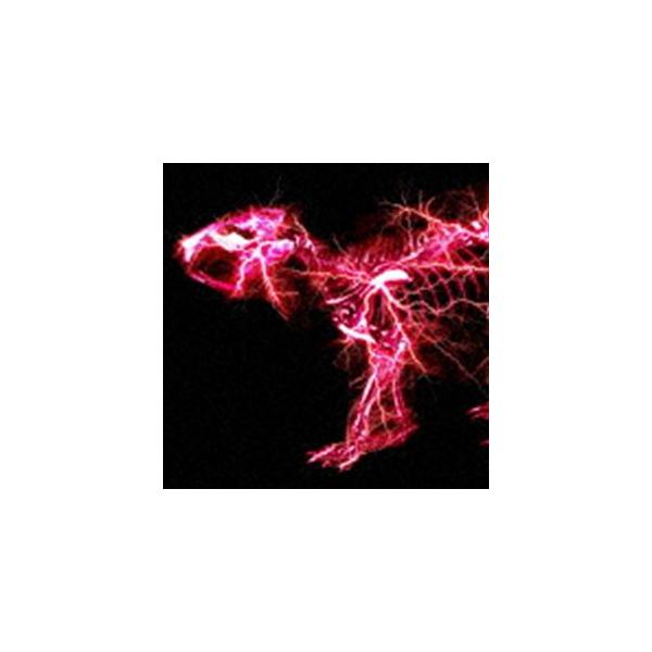 【発売日：2023年04月19日】種別:CD 邦楽ロック/ソウル 発売日:2023/04/19 販売元:ソニー・ミュージックソリューションズ 登録日:2023/02/03 SUPER BEAVER スーパービーバー グラデーション SUPE...