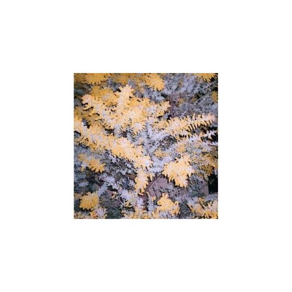 【発売日：2020年11月22日】種別:CD 邦楽J-POP ※こちらの商品はインディーズ盤にて流通量が少なく、手配できない場合がございます 発売日:2020/11/22 販売元:ブリッジ 登録日:2020/10/15 Climb The ...