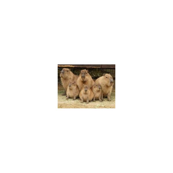 【発売日：2010年03月19日】種別:DVD 趣味・教養バラエティ 発売日:2010/03/19 販売元:竹書房 登録日:2010/01/25 解説:おとなしく、おだやかで何を考えているのか分からないけどそこがまた魅力的。カピバラののんび...