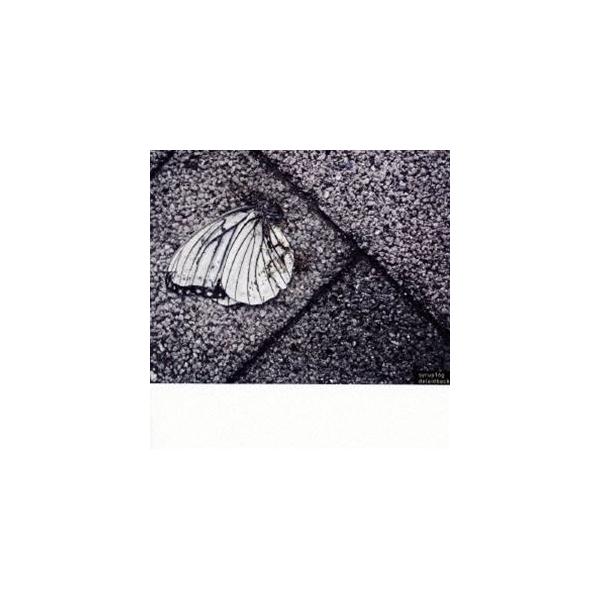 【発売日：2017年11月08日】種別:CD 邦楽ロック/ソウル ※こちらの商品はインディーズ盤にて流通量が少なく、手配できない場合がございます 発売日:2017/11/08 販売元:ダイキサウンド 登録日:2017/10/13 syrup...