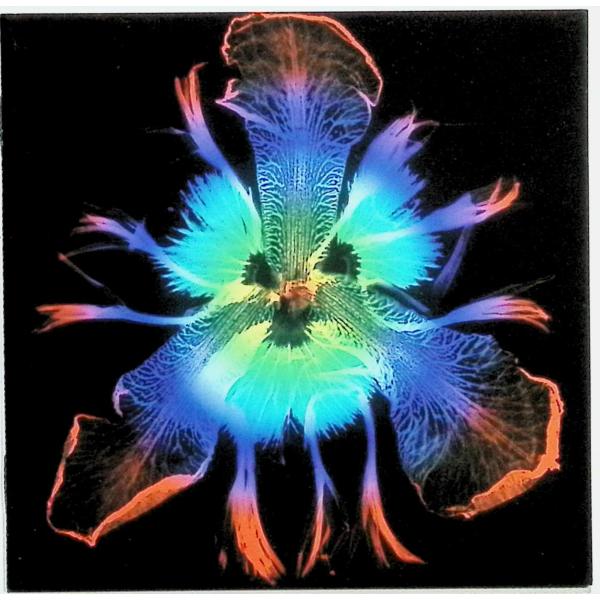 DICTATORS CIRCUS-奇術的旋律-(初回限定盤)(DVD付) PIERROTJAN/品番  4988005352828　ユニバーサルJCD,邦楽