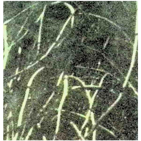 The Black Wood The Stumps The StumpsJAN : CD、洋楽