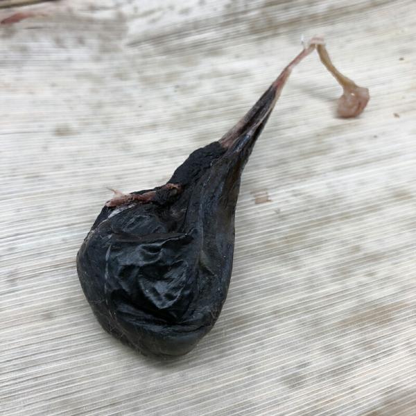 猪肉 胆嚢 たんのう 国内産 天然【ブロック】食品 精肉 ぼたん鍋 ジビエ 天然 お取り寄せ グルメ 贈り物 贈答用 お祝い 内祝い ギフト プレゼント お歳暮