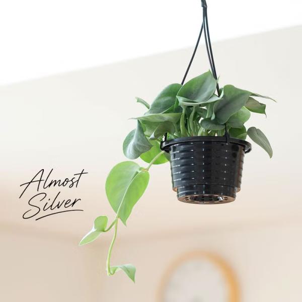 観葉植物 スキンダプサス オルモストシルバー 吊り鉢 インテリア おしゃれ 屋内 簡単 プレゼント 丈夫 ガーデニング 園芸【サイズ目安】高さ30cm鉢直径12.5cm鉢高さ8cm特徴：お祝 開店祝 開業祝 開院祝 就任祝 周年祝 移転祝 ...