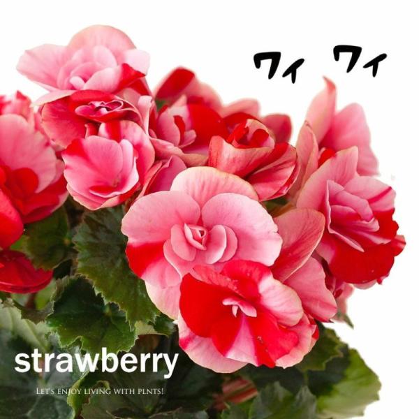 インテリア 植木鉢 受け皿 植え替え 方法 器 栄養剤 液体肥料 縁起 屋外 置台 おしゃれ お祝い 飾る 鉢 カバー 簡単 ギフト プレゼント 希少 ケース 種類 一覧 室内 サイズ 丈夫 スタンド セット 育てやすい 育て方 育成 台 ...