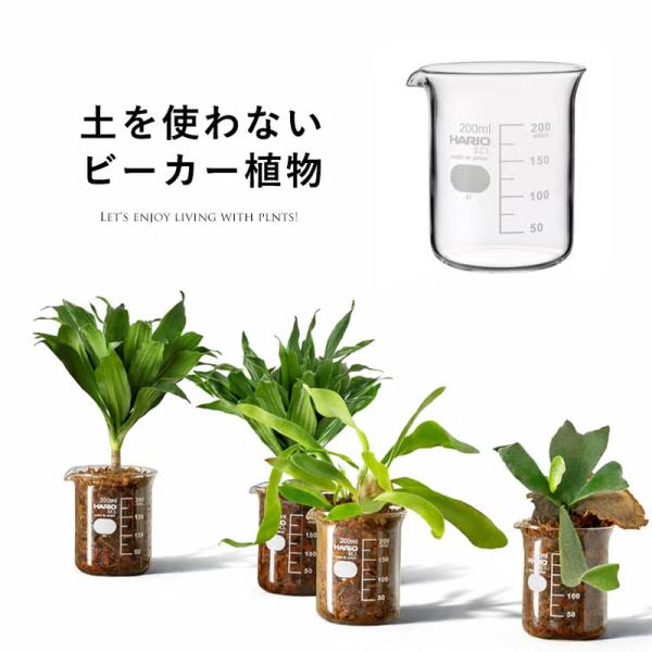 インテリア 植木鉢 受け皿 植え替え 方法 器 屋内 屋外 置台 おしゃれ 面白い 飾る 鉢 カバー 簡単 外用 プレゼント 種類 一覧 サイズ 丈夫 セット 育成 台 卓上 小さい 小さめ テーブル 手入れ 陶器鉢 名前一覧 肥料 日陰 ...