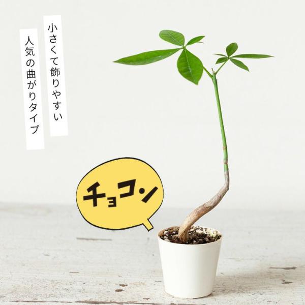 【お届け内容】実生パキラ×１育て方ガイド【サイズ目安】鉢の直径:6cm鉢の高さ:5.5cm全体高さ:15-35cm背丈は、曲がり具合によって大きく変化します。サイズ表記は目安とお考え下さい。