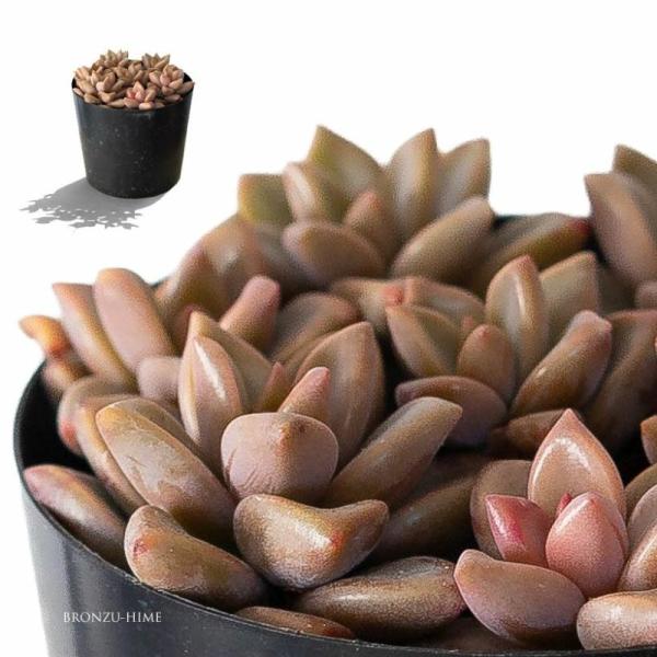 インテリア 植木鉢 受け皿 植え替え 方法 器 栄養剤 液体肥料 縁起 屋外 置台 おしゃれ お祝い 飾る 鉢 カバー 簡単 ギフト プレゼント 希少 ケース 種類 一覧 室内 サイズ 丈夫 スタンド セット 育てやすい 育て方 育成 台 ...