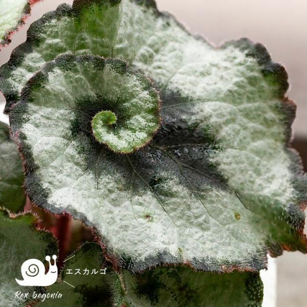 【お届け内容】レックスベゴニア"エスカルゴ"×１育て方ガイド【サイズ目安】ポットの直径10.5cm　ポットの高さ8cm(全体高さは16cm前後）※商品到着後は鉢カバーに入れるか、植え替えるかして楽しんでください。（植え替える場合は水はけの良...