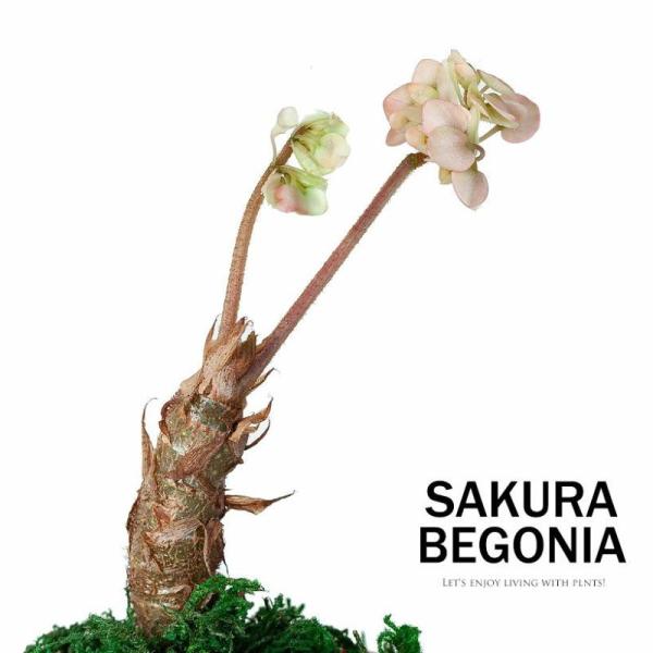 インテリア 植木鉢 受け皿 植え替え 方法 器 栄養剤 液体肥料 縁起 屋外 置台 おしゃれ お祝い 飾る 鉢 カバー 簡単 ギフト プレゼント 希少 ケース 種類 一覧 室内 サイズ 丈夫 スタンド セット 育てやすい 育て方 育成 台 ...