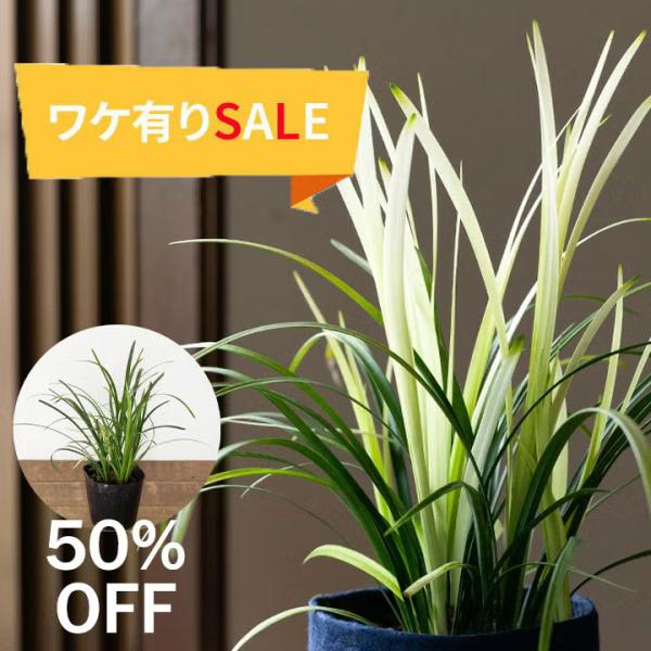 観葉植物 植物 リリオペ ヤブラン ピュアブロンド インテリア 屋外 プレゼント 丈夫 ガーデニング 園芸 用品【お届け内容】リリオペ（ヤブラン）ピュアブロンド×2ポット育て方ガイド【サイズ目安】高さ20〜28cm前後ポット直径10.5cm...