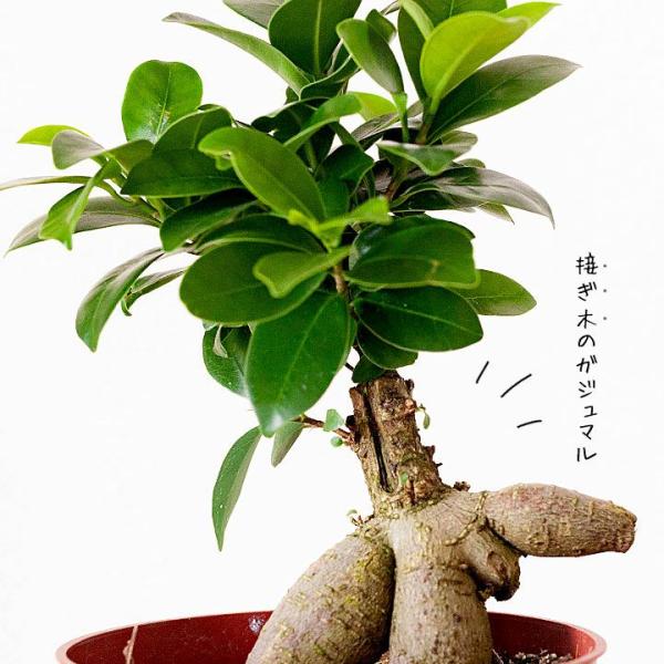 インテリア 植木鉢 受け皿 植え替え 方法 器 屋内 屋外 置台 おしゃれ 面白い 飾る 鉢 カバー 簡単 外用 プレゼント 種類 一覧 サイズ 丈夫 セット 育成 台 卓上 小さい 小さめ テーブル 手入れ 陶器鉢 名前一覧 肥料 日陰 ...