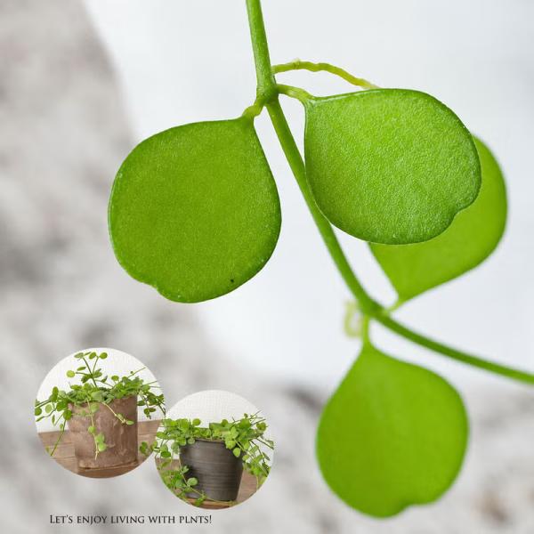 観葉植物 ディスキディア ハートジュエリー 鉢カバー インテリア おしゃれ 屋内 簡単 プレゼント 丈夫 ガーデニング 園芸【お届け内容】ディスキディア・ハートジュエリー×１育て方ガイド【鉢type】・バイオマス鉢カバー・アイアン鉢カバー特...