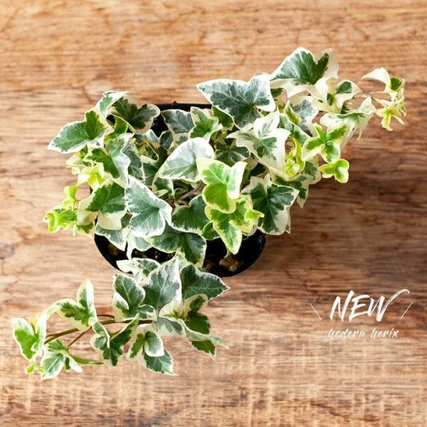 インテリア 植木鉢 受け皿 植え替え 方法 器 栄養剤 液体肥料 縁起 屋外 置台 おしゃれ お祝い 飾る 鉢 カバー 簡単 ギフト プレゼント 希少 ケース 種類 一覧 室内 サイズ 丈夫 スタンド セット 育てやすい 育て方 育成 台 ...