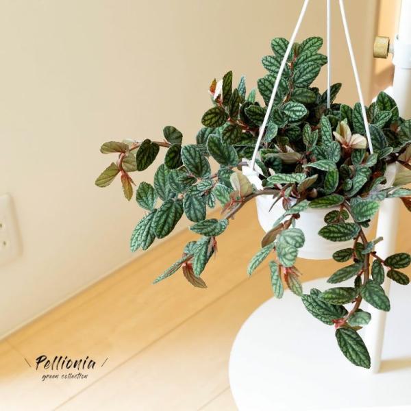観葉植物 ペリオニア プルクラ インテリア おしゃれ 屋内  簡単 吊り鉢 プレゼント 丈夫 ガーデニング 園芸【お届け内容】ペリオニア・プルクラ×１[学名] Pellionia pulchra育て方ガイド付き【サイズ目安】全体高さ:40c...