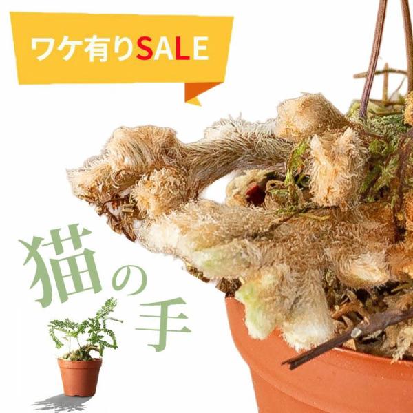 インテリア 植木鉢 受け皿 植え替え 方法 器 栄養剤 液体肥料 縁起 屋外 置台 おしゃれ お祝い 飾る 鉢 カバー 簡単 ギフト プレゼント 希少 ケース 種類 一覧 室内 サイズ 丈夫 スタンド セット 育てやすい 育て方 育成 台 ...
