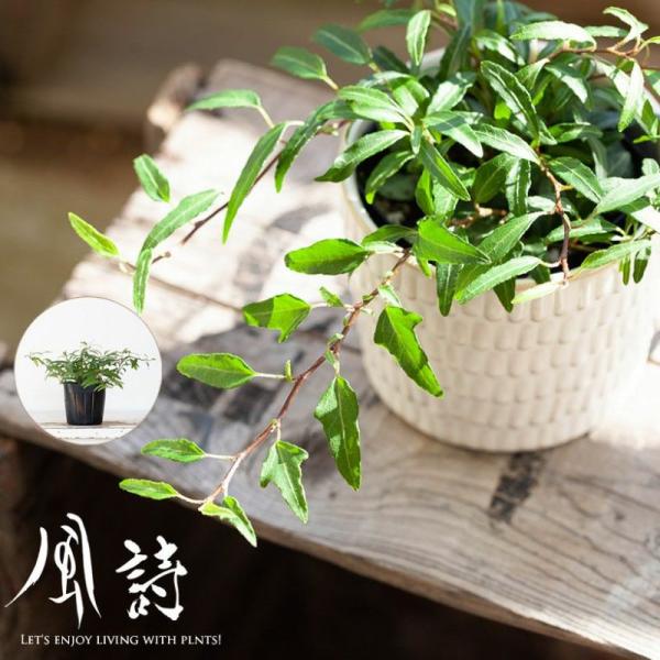 インテリア 植木鉢 受け皿 植え替え 方法 器 屋内 屋外 置台 おしゃれ 面白い 飾る 鉢 カバー 簡単 外用 プレゼント 種類 一覧 サイズ 丈夫 セット 育成 台 卓上 小さい 小さめ テーブル 手入れ 陶器鉢 名前一覧 肥料 日陰 ...