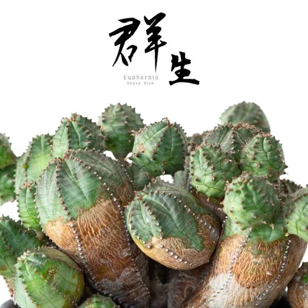 観葉植物 多肉植物 ユーフォルビア オベサブロウ インテリア 室内 プレゼント 丈夫 ガーデニング 園芸 用品【お届け内容】ユーフォルビア・オベサブロウ育て方ガイド付き【サイズ目安】高さ17〜23cm前後鉢直径12cm鉢高さ11cmお祝 開...