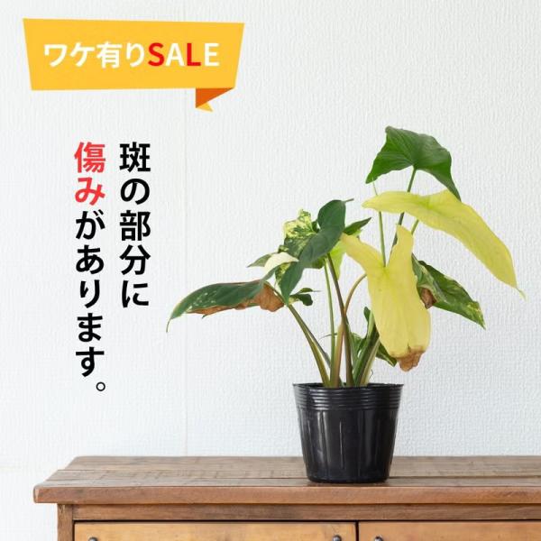 【お届け内容】シンゴニウム・カリフォルニアゴールド育て方ガイド【サイズ目安】高さ25〜35cm前後鉢直径10.5cm鉢高さ10.5cm生産用ビニールポット苗を、プラ製鉢カバーに入れてお届けします。しばらくは植替えせずとも、そのまま飾れます。