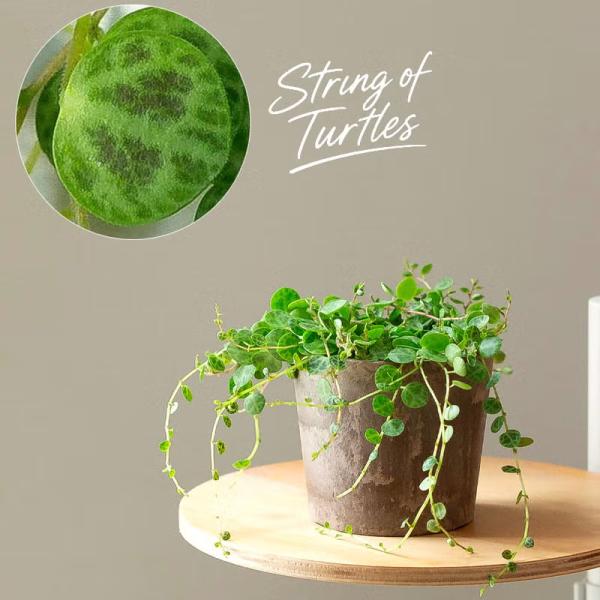 観葉植物 ペペロミア プロストラータ タートル インテリア 屋外 プレゼント 丈夫 ガーデニング 園芸 用品【お届け内容】ペペロミア・プロストラータ「タートル」Peperomia prostrata育て方ガイド【サイズ目安】全体高さ11cm...